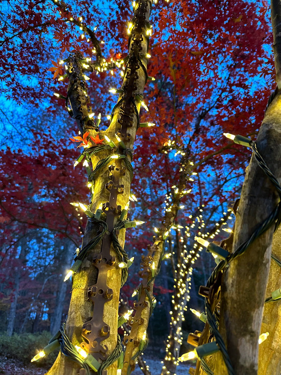 TREE-Z® Wrap